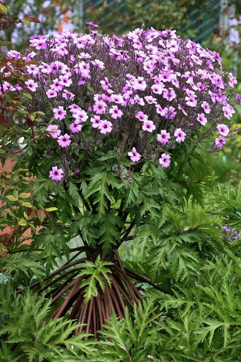 Think you know geraniums? Here are 8 for your Bay Area garden that ...