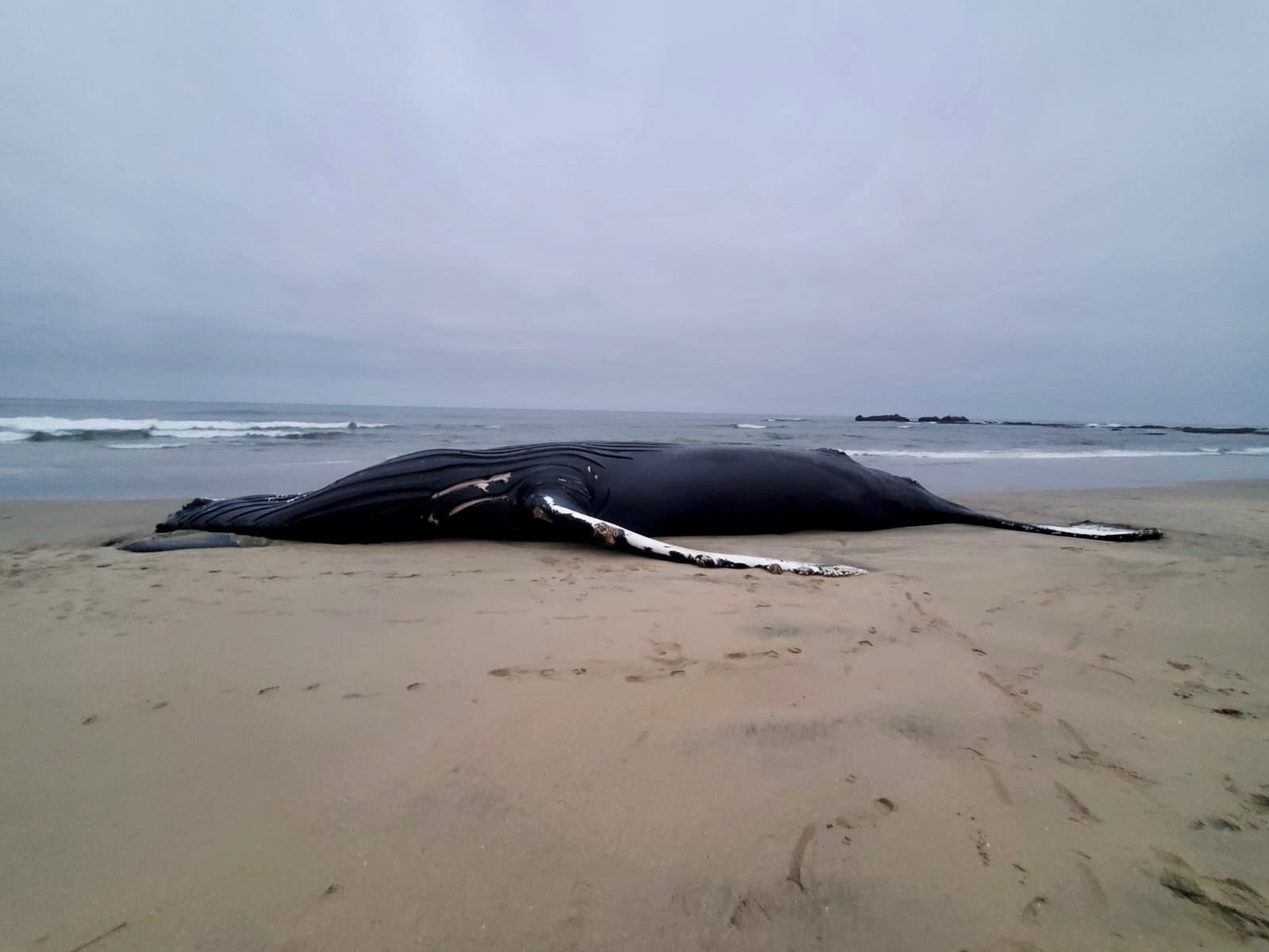 49-foot-long humpback whale washes up on SF Bay Area beach - Nation Online
