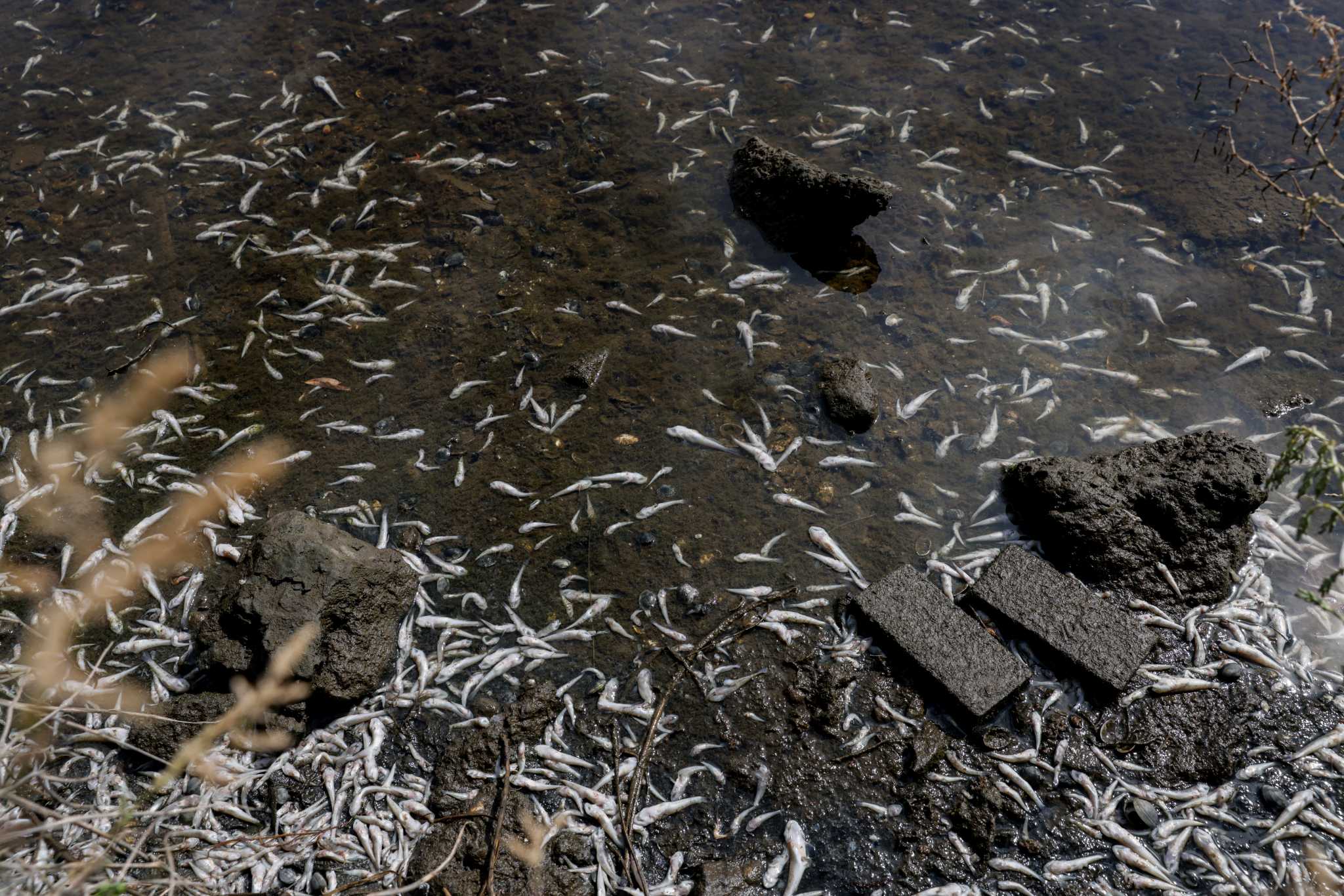Algae bloom killing bay fish by the thousands