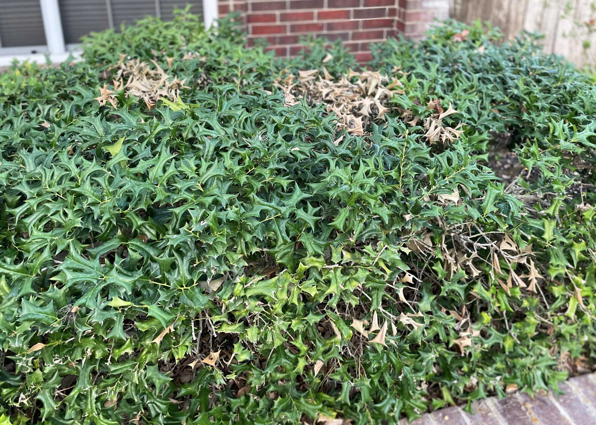 Reader wonders if radial shake to blame for live oak’s appearance