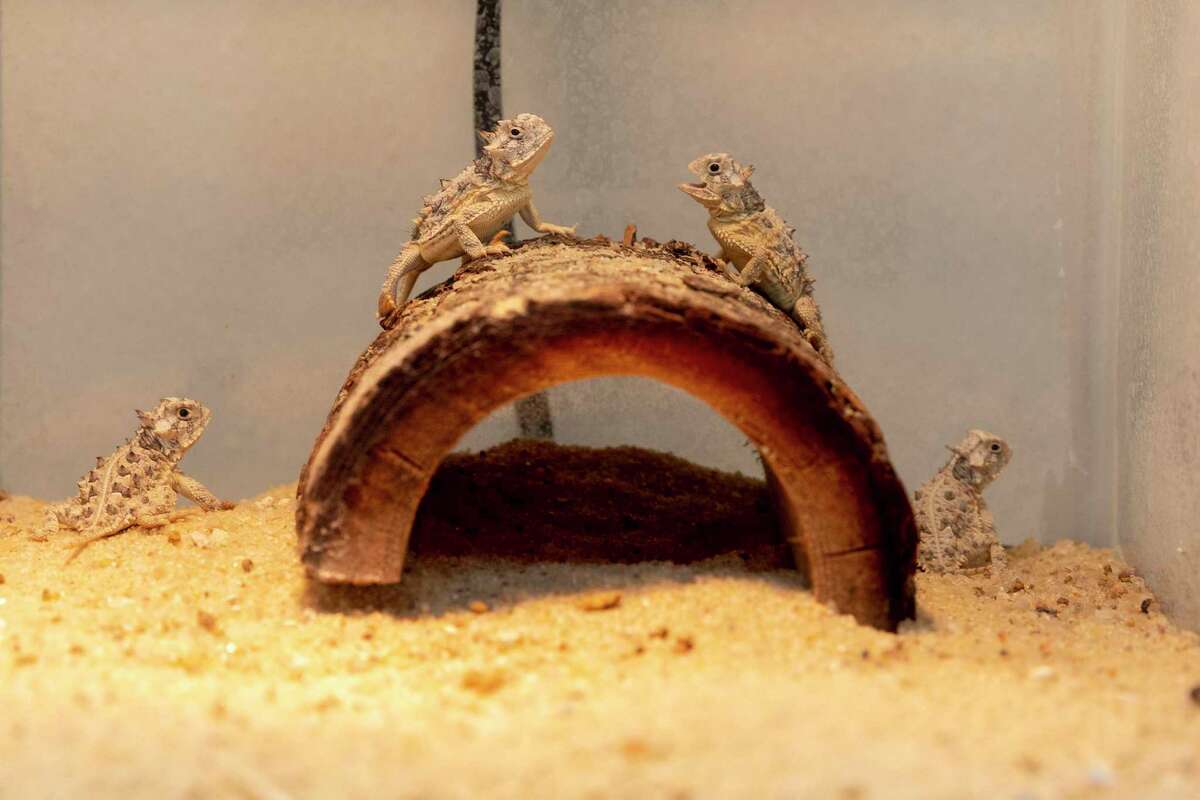Horny toad in Texas getting new lease on life