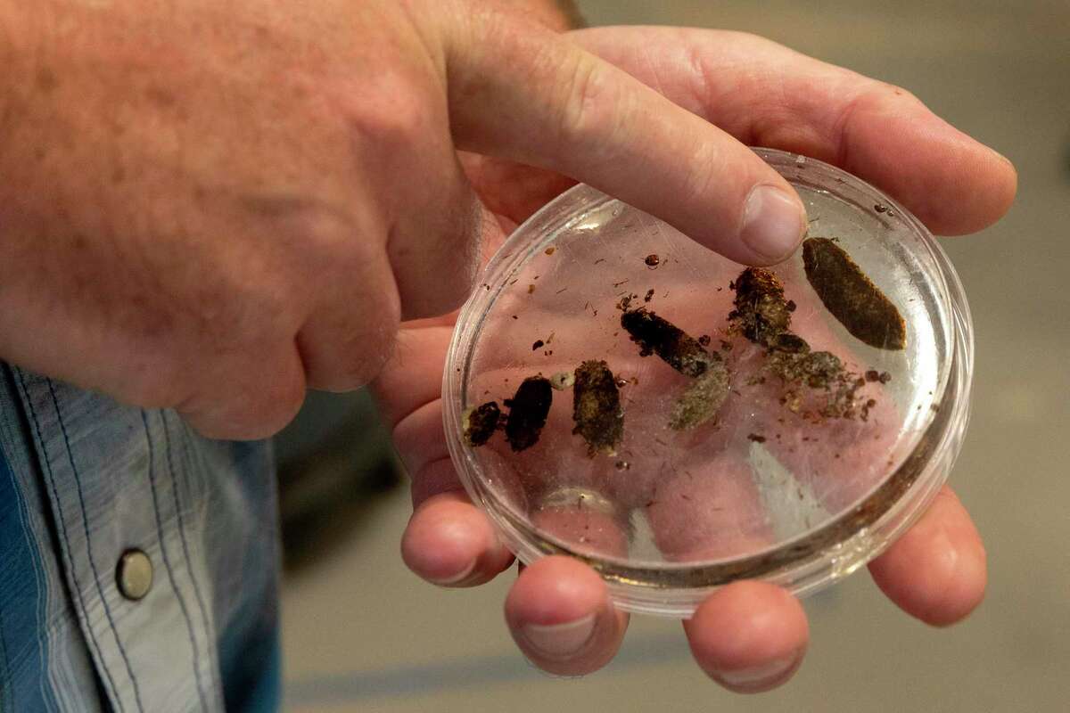 Horny toad in Texas getting new lease on life