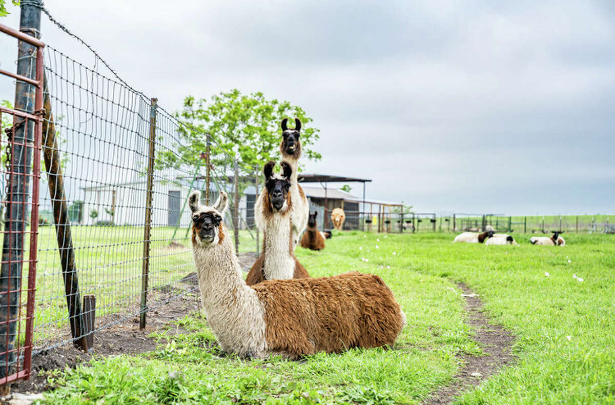 Texas 'silo house' Airbnb offers Lone Star views, fishing and lots of ...