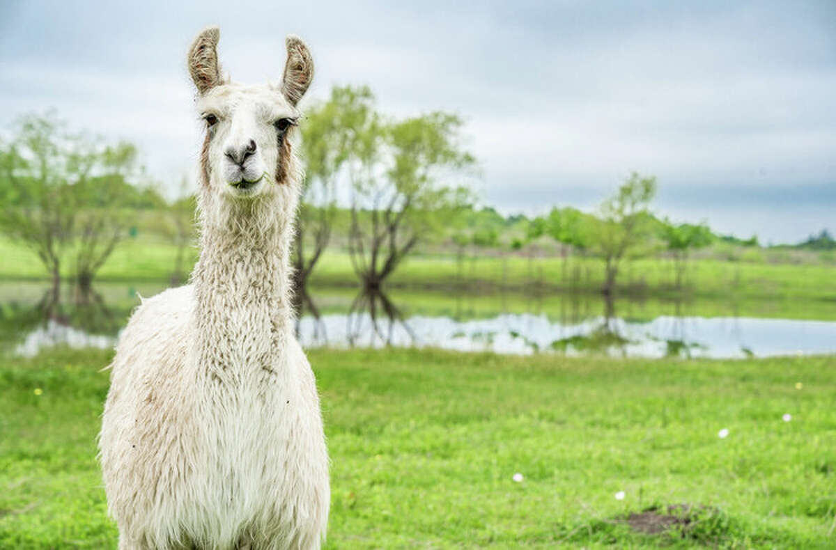 Texas 'silo house' Airbnb offers Lone Star views, fishing and lots of ...