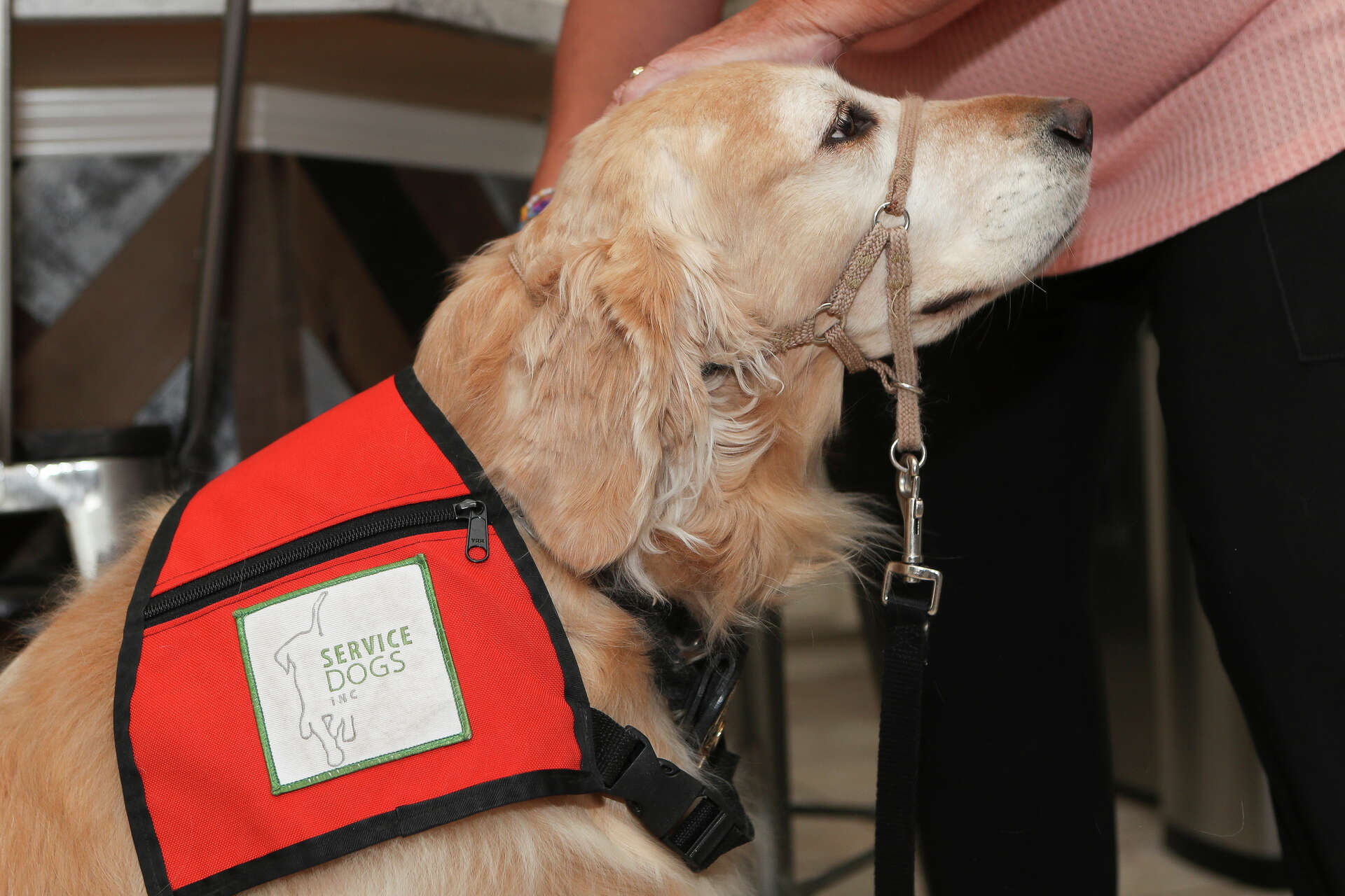 Flying with a service dog: What you need to know before air travel