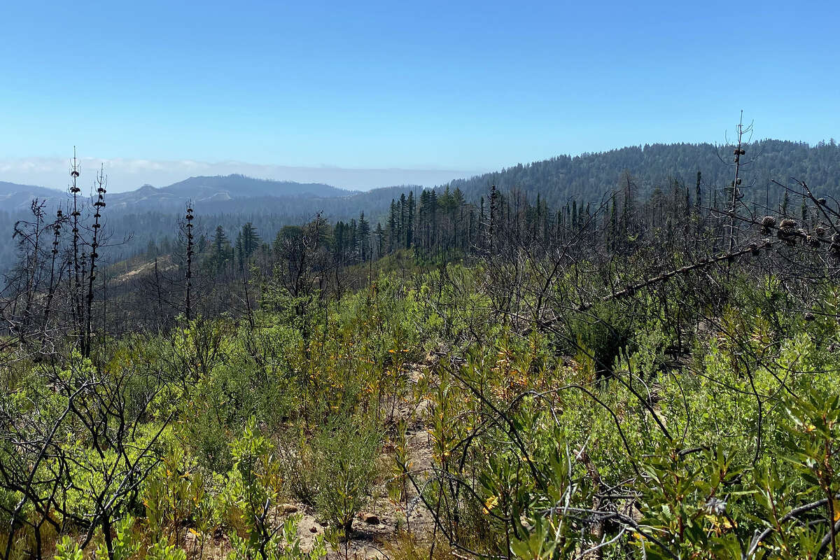 How to go to Big Basin Redwoods State Park on public transit
