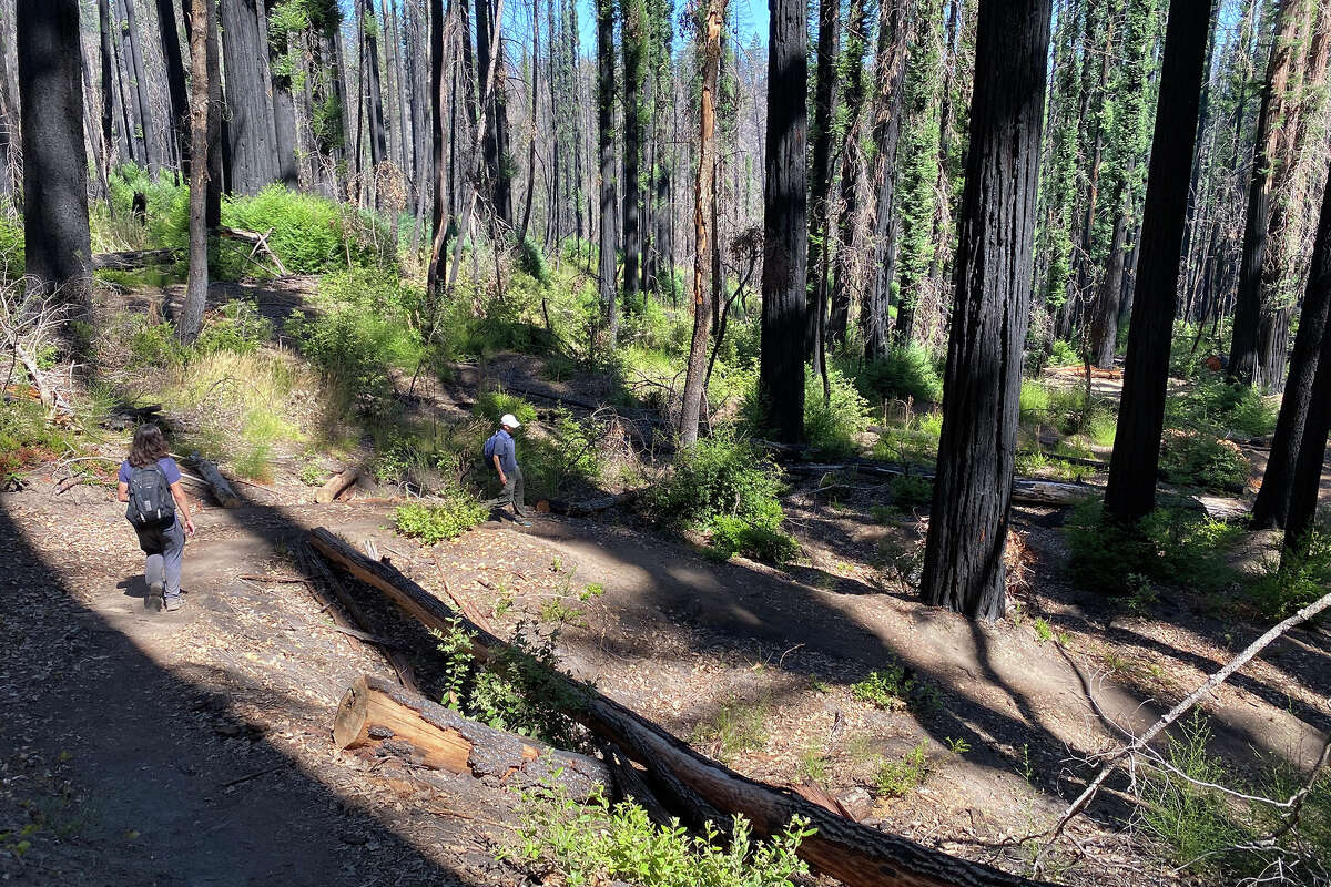 How to go to Big Basin Redwoods State Park on public transit
