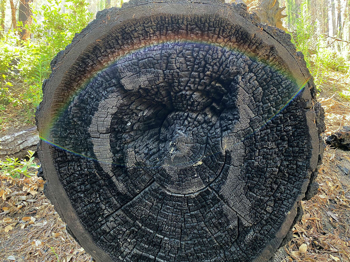 How to go to Big Basin Redwoods State Park on public transit