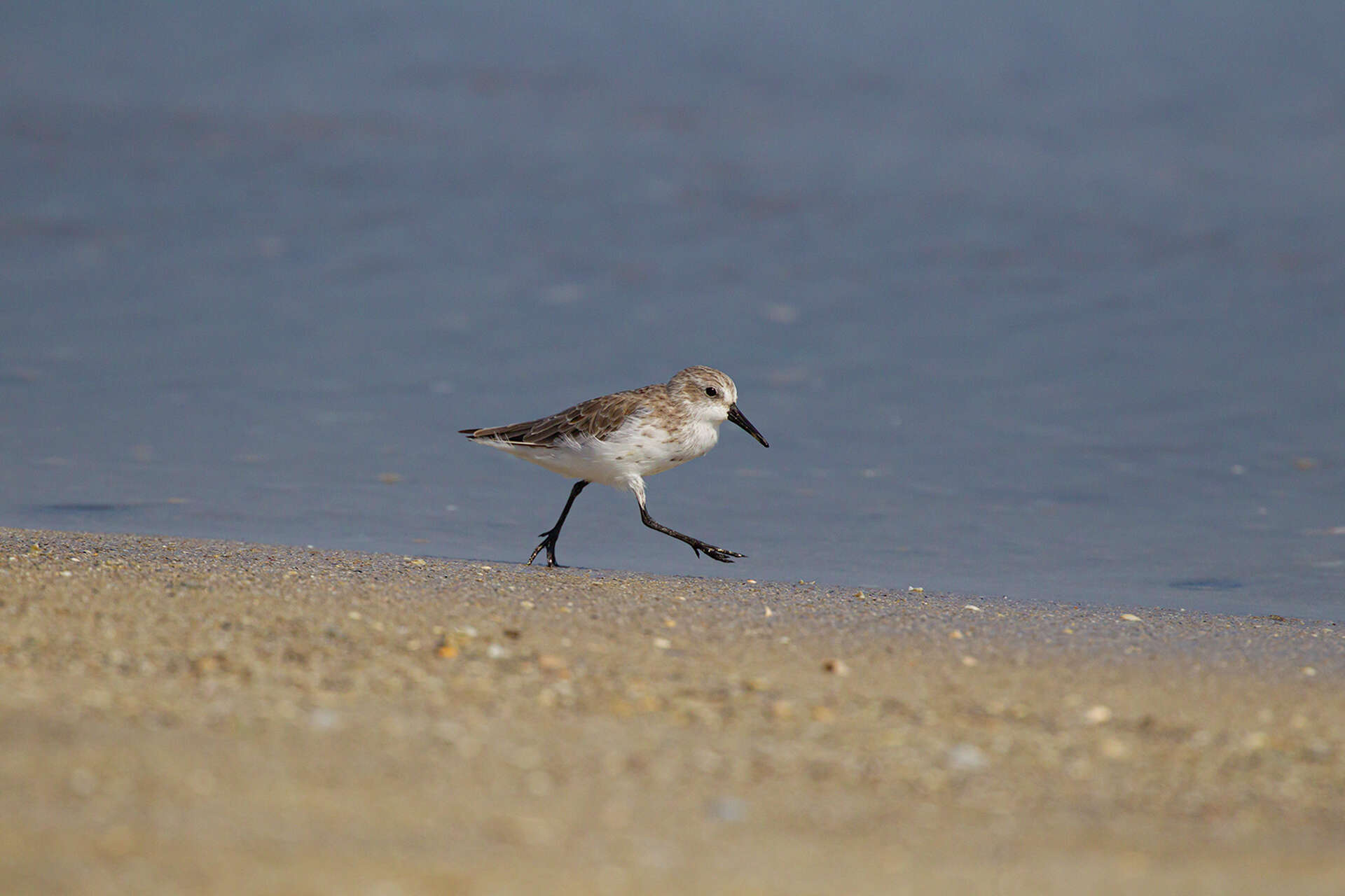 Shorebird migration is worth a trip to Texas beaches