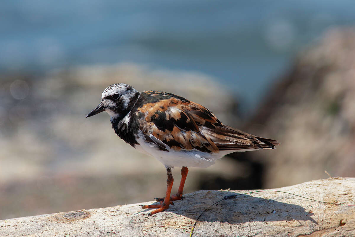 Shorebird migration is worth a trip to Texas beaches