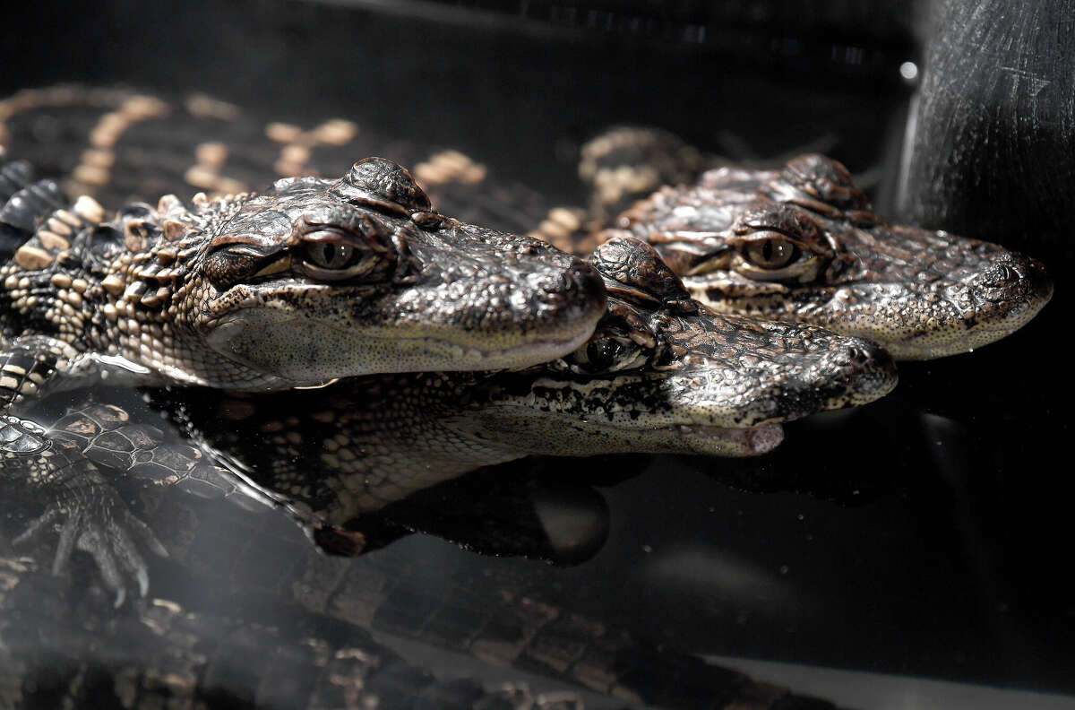 Texas Gator Savers to air on Direct TV, stream on Fubo ATT