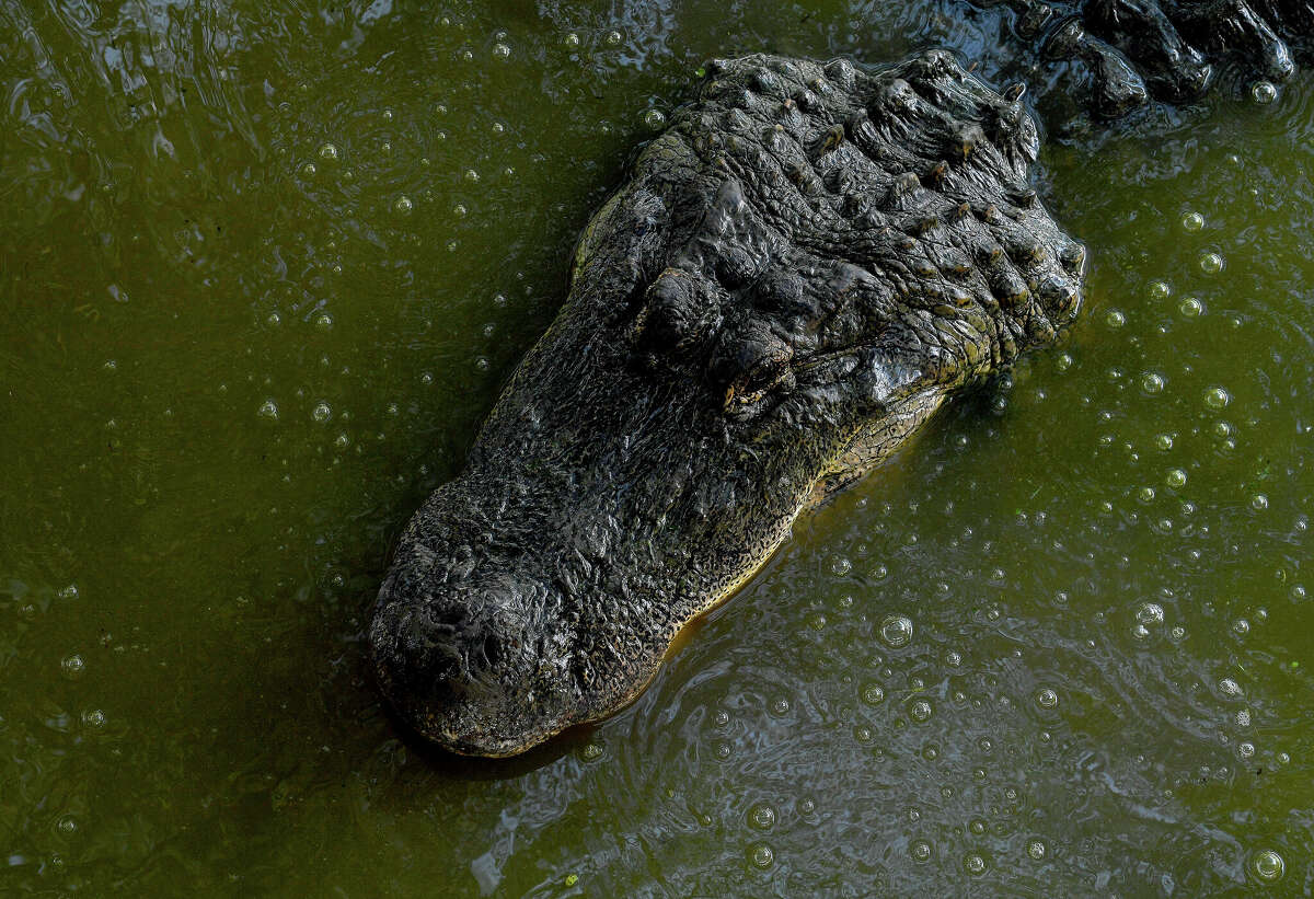 Texas Gator Savers to air on Direct TV, stream on Fubo ATT