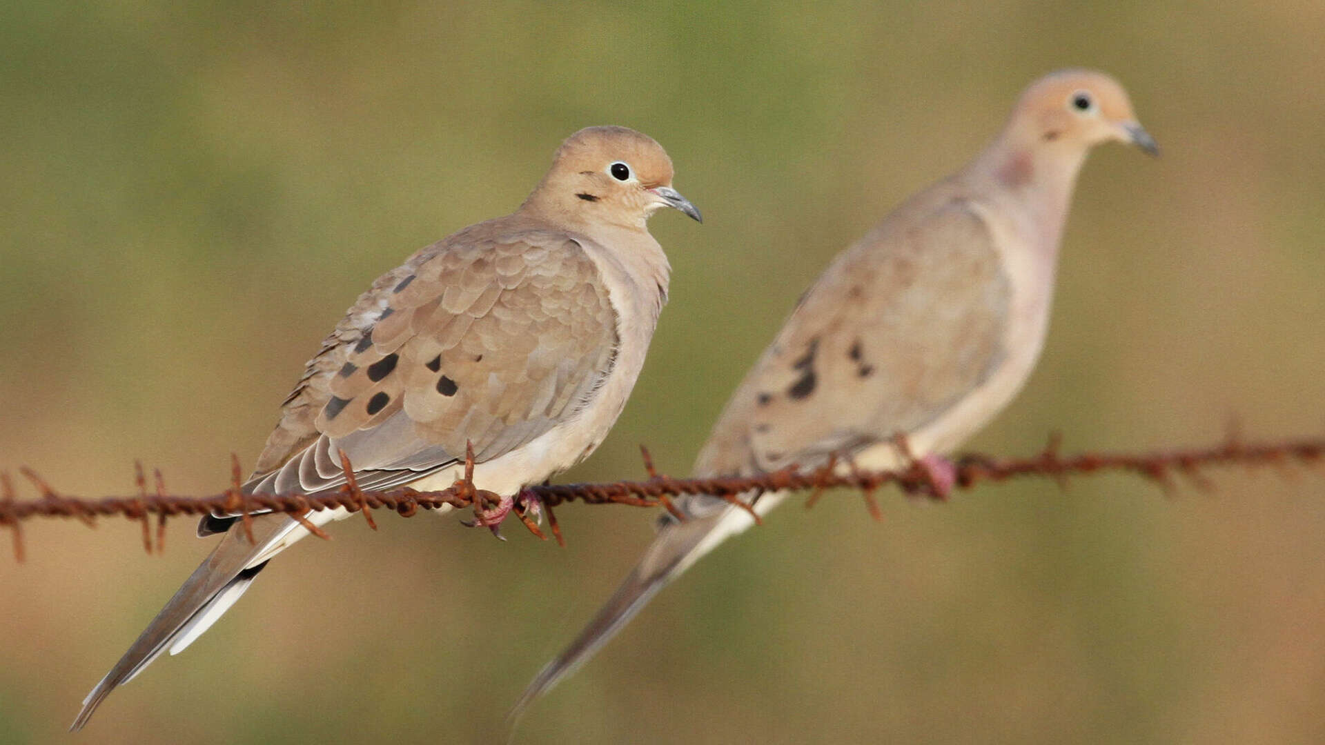Texas dove hunting: Texas Wildlife Department safety tips and rules