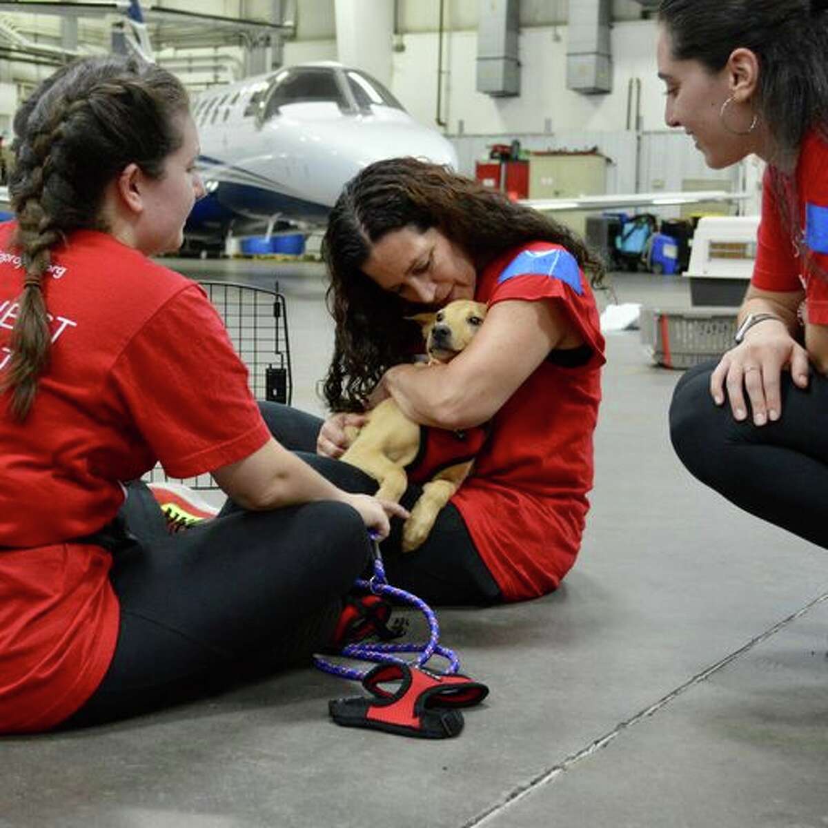 Love, Tito's Vodka Co. helps rescue over 300 animals from Puerto Rico