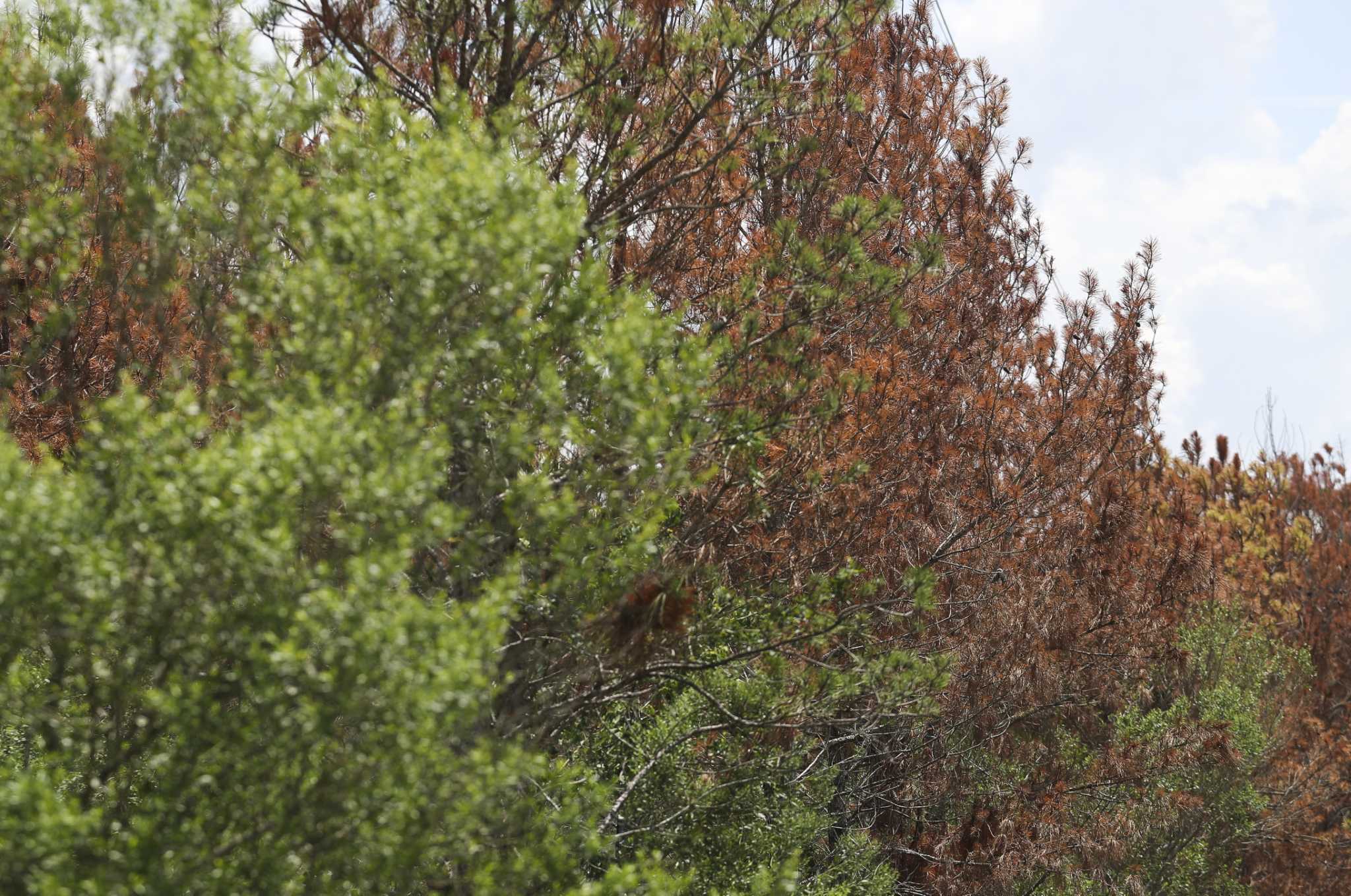 Keep your trees alive during drought, record temperatures