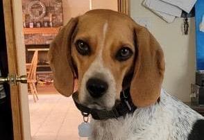 Southington firefighters rescue lost beagle stuck on cliff ledge