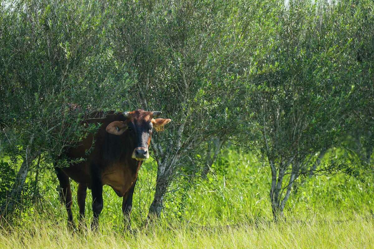 Houston-based Netflix hit 'Mo' shows an olive farm, but is it real?