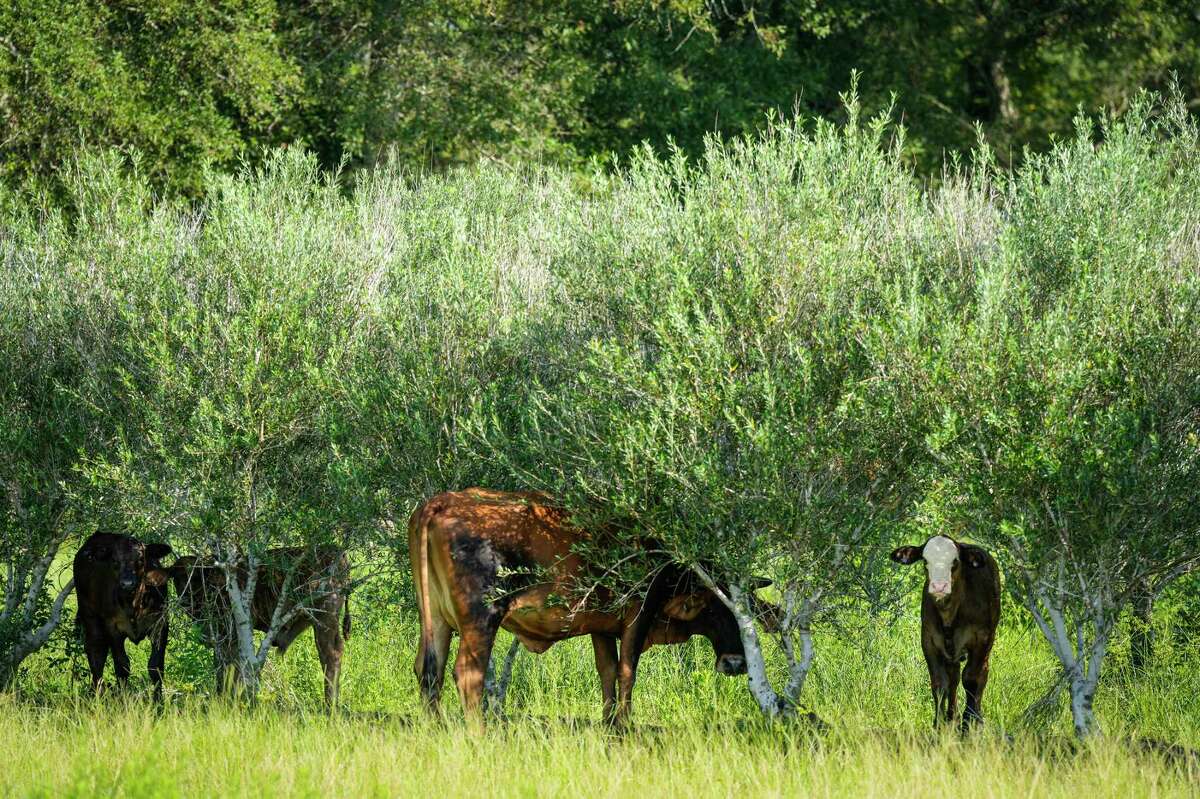 Houston-based Netflix hit 'Mo' shows an olive farm, but is it real?