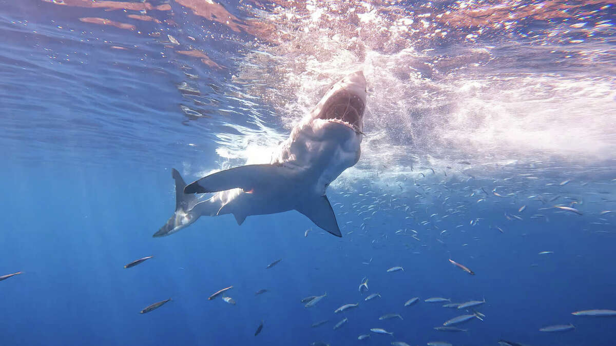 San Diego travelers can see sharks, eat tacos, explore the zoo