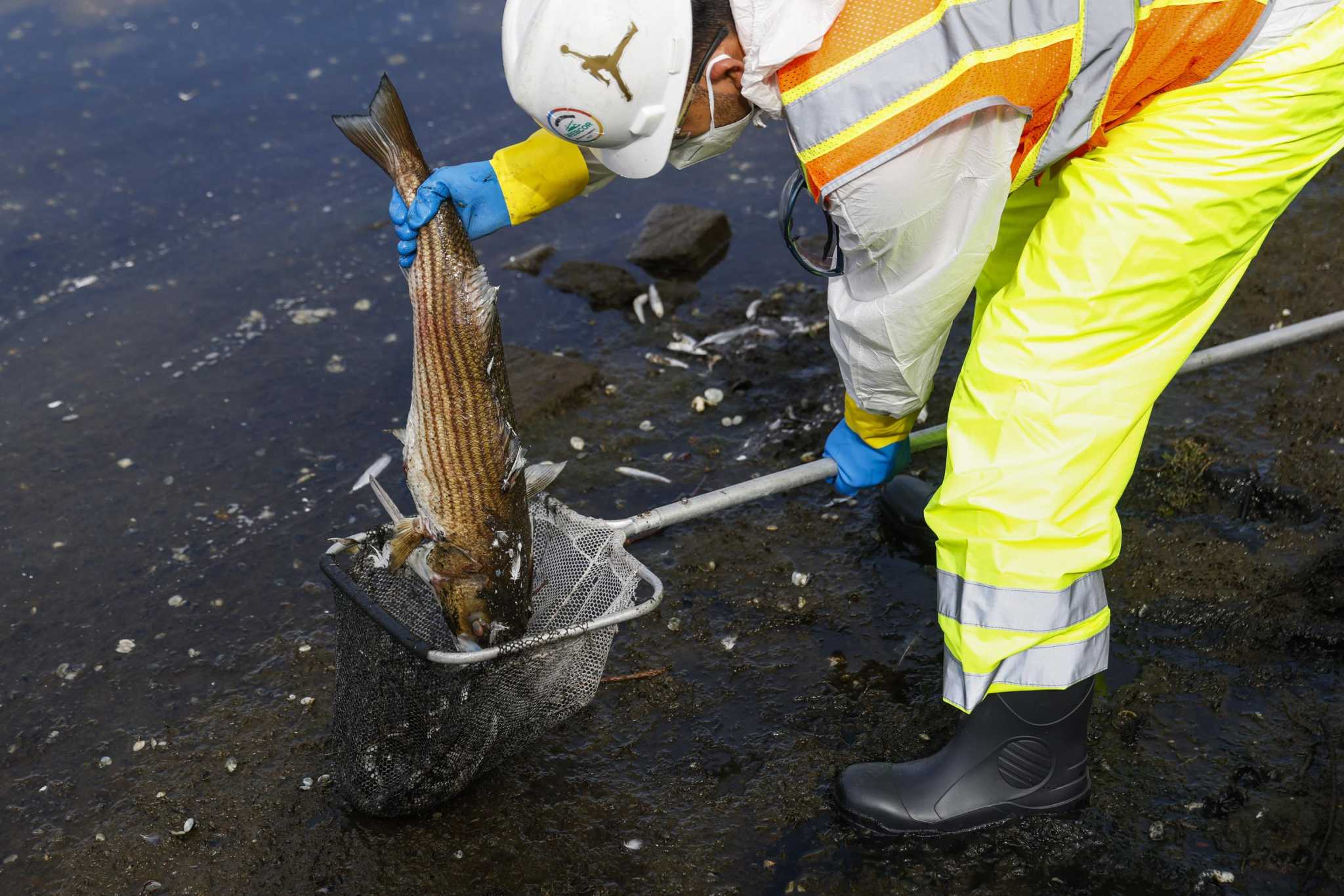 S.F. Bay may see more ‘major fish kills’ this weekend as heat wave strikes