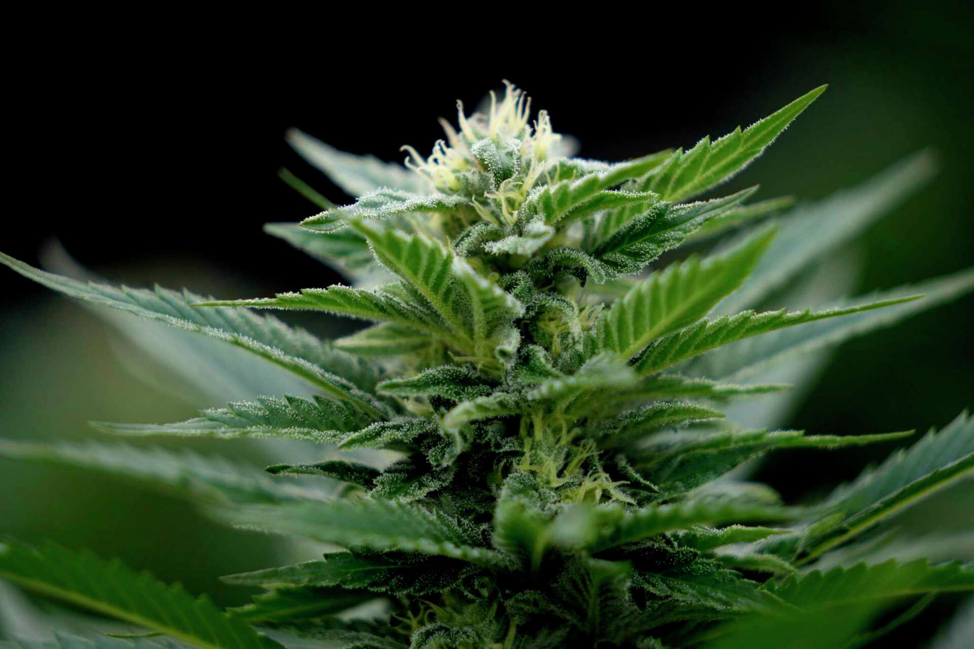 CT could permit stronger cannabis products, add high-potency label