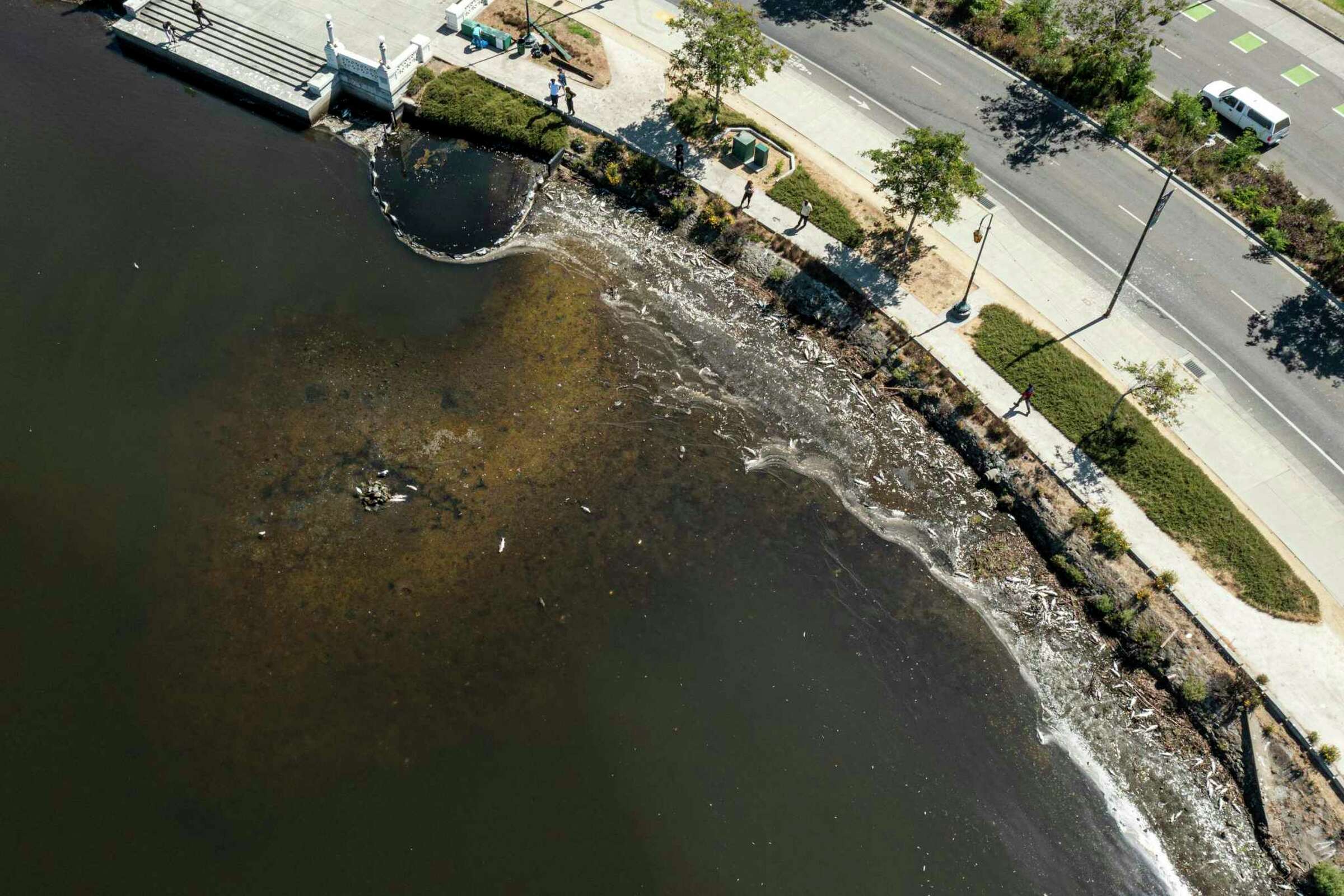 Poop and pee fueled the huge algae bloom in San Francisco Bay. Fixing ...