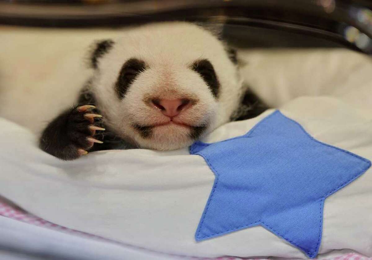 Newborn pandas in Madrid