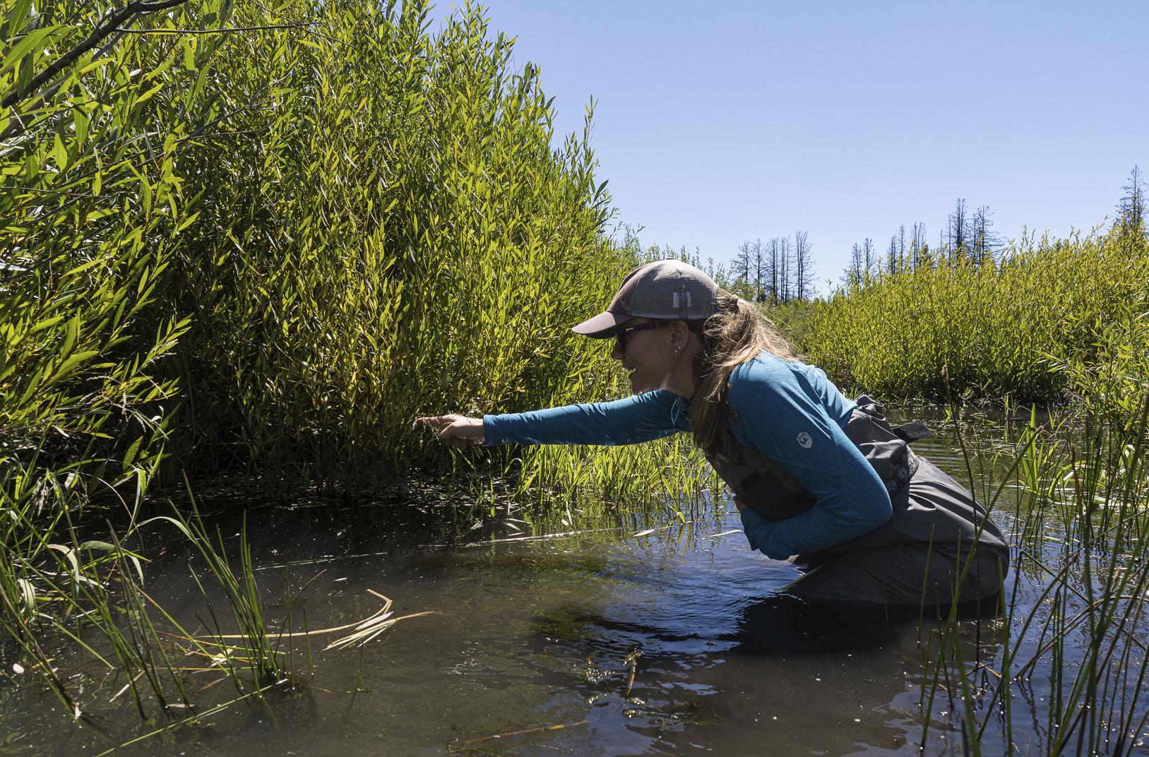 Why California’s beavers can help the state fight climate change