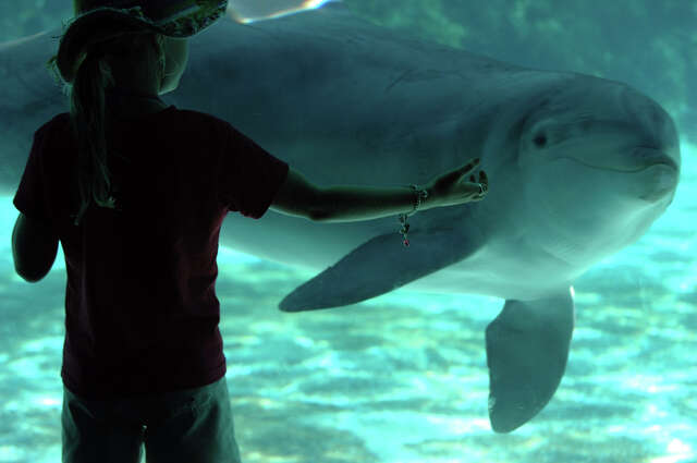 Your ultimate guide to visiting SeaWorld San Antonio