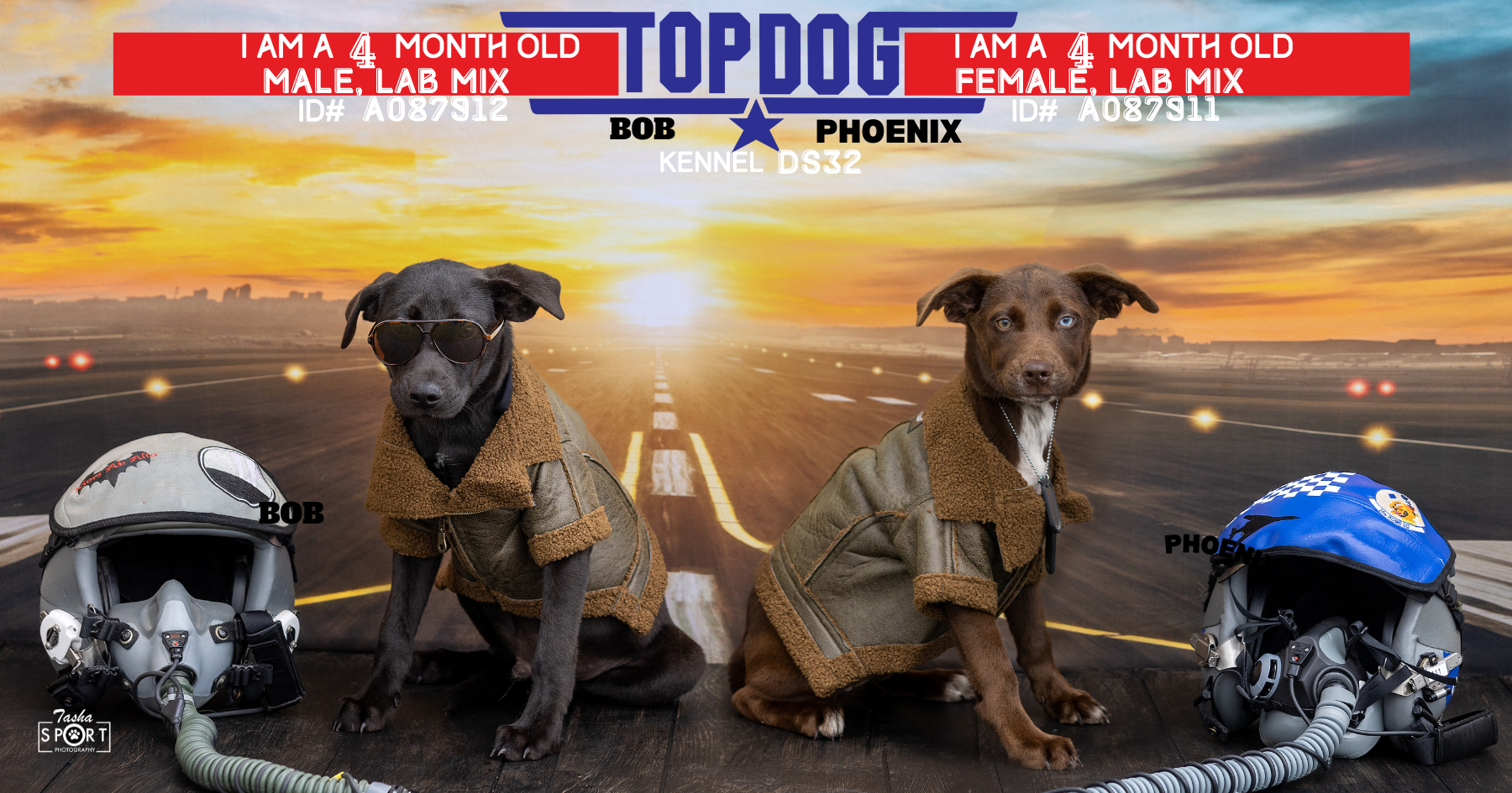 Want to adopt? Check out these adoptable animals at the Midland Animal ...