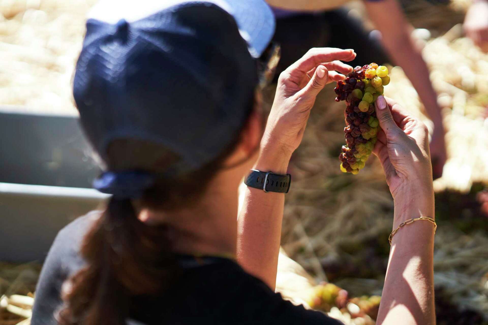 Napa’s Lola Wines is making straw wine, bringing back an ancient process