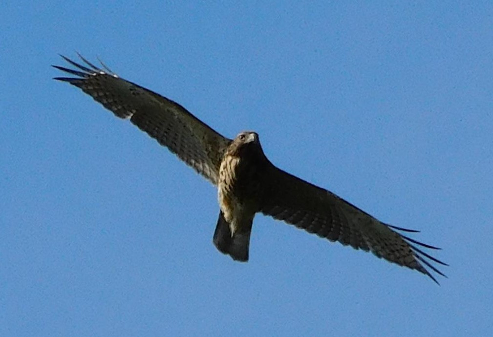 Red-shouldered hawks have lived at Little Swamp Sanctuary for over 35 years