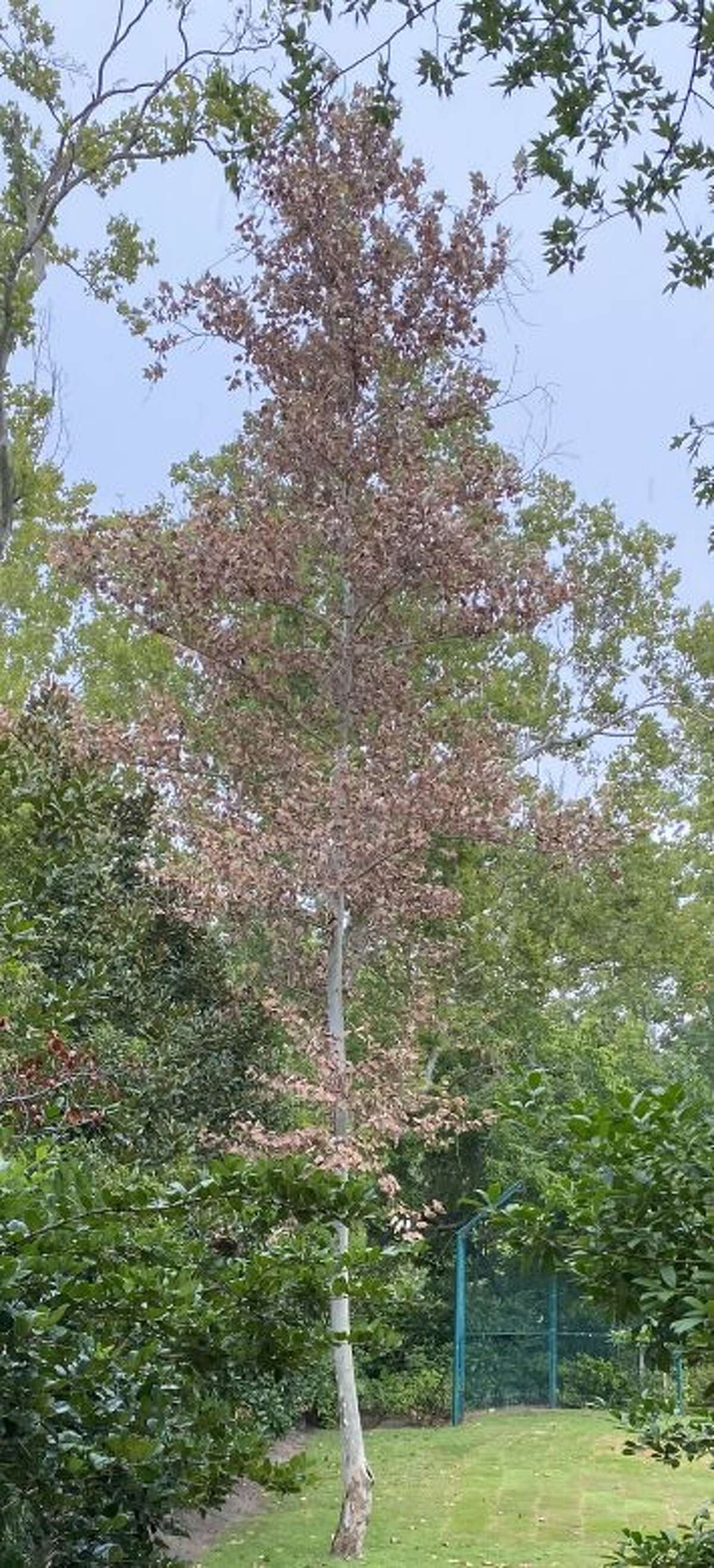 After Houston's lengthy drought, experts warn of weaker trees