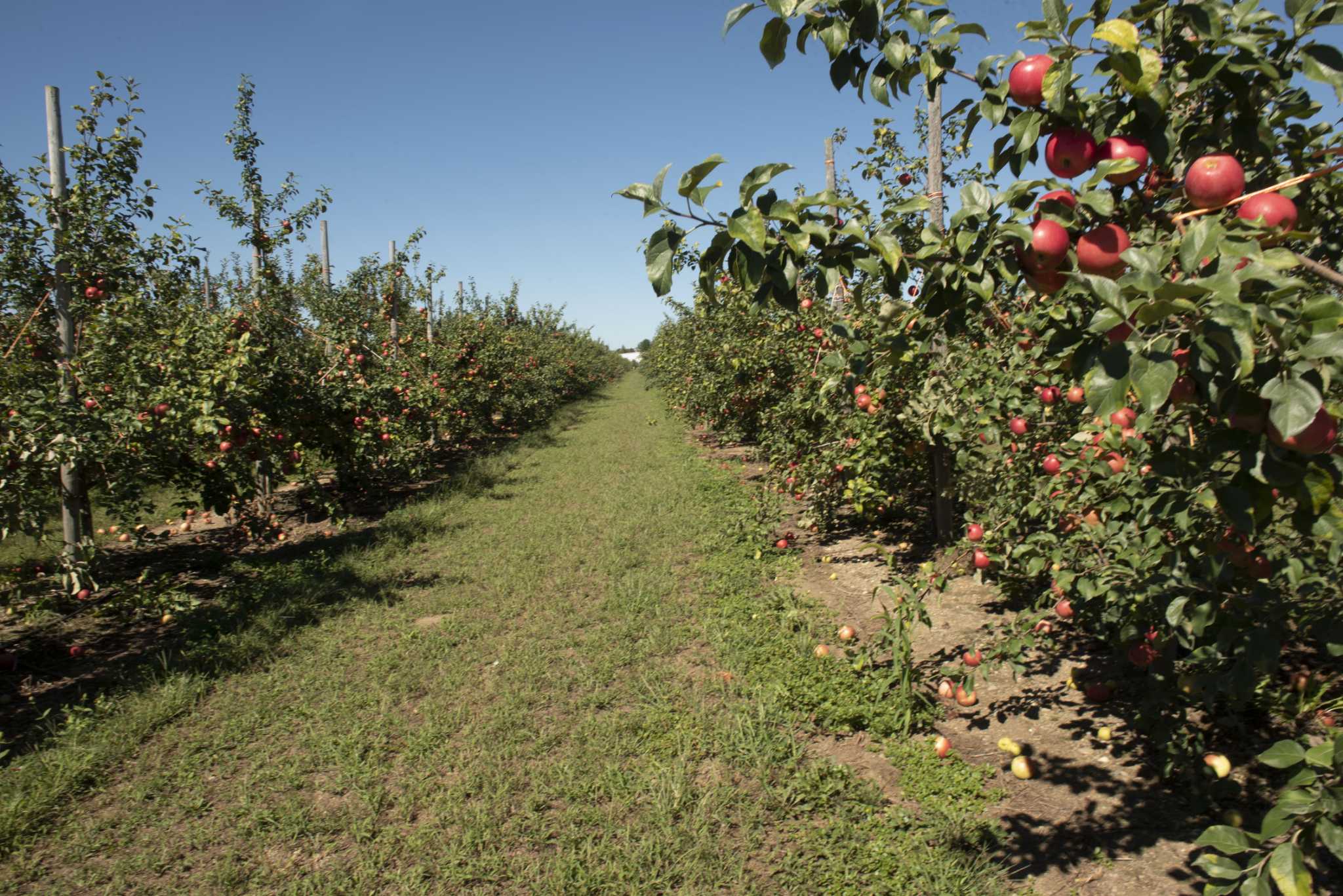 These are the top orchards in the Hudson Valley