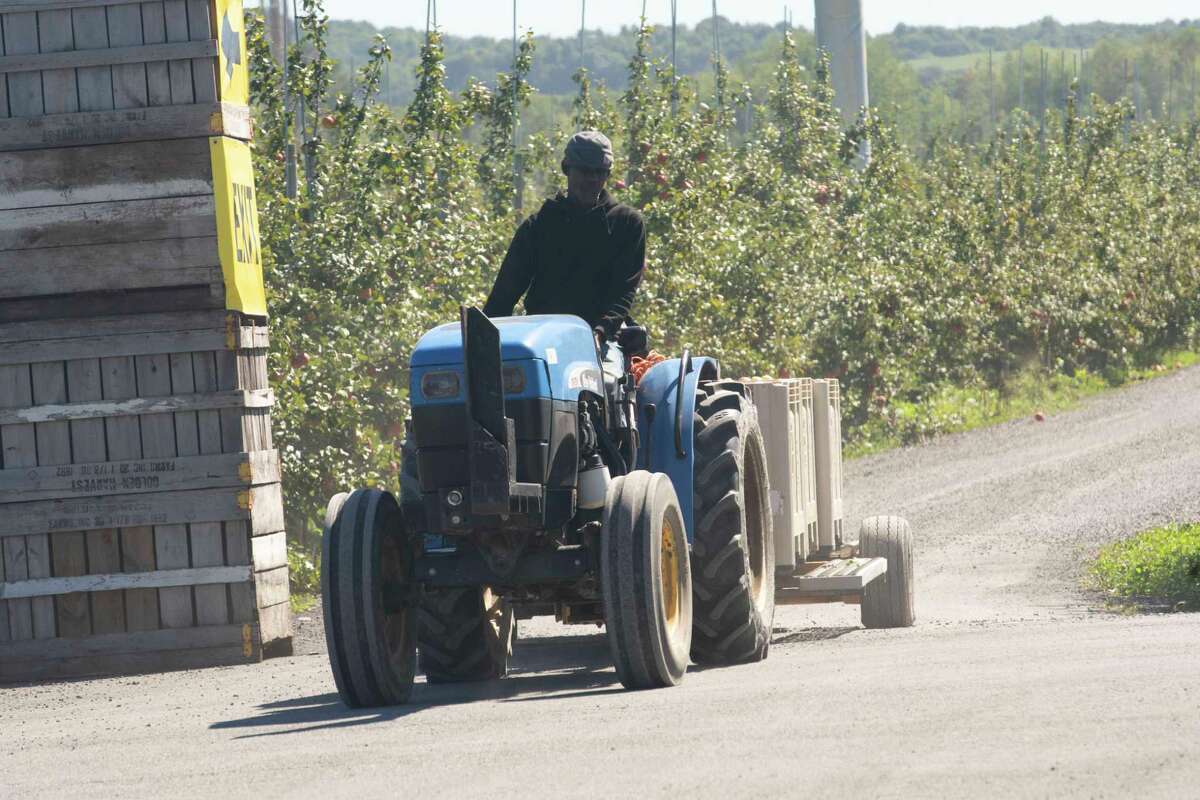 Apple harvest begins, orchards struggle with costs
