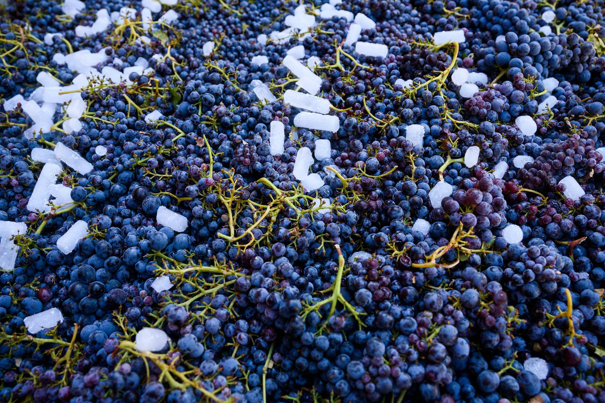 California's record heat wave threatens wine grape harvest