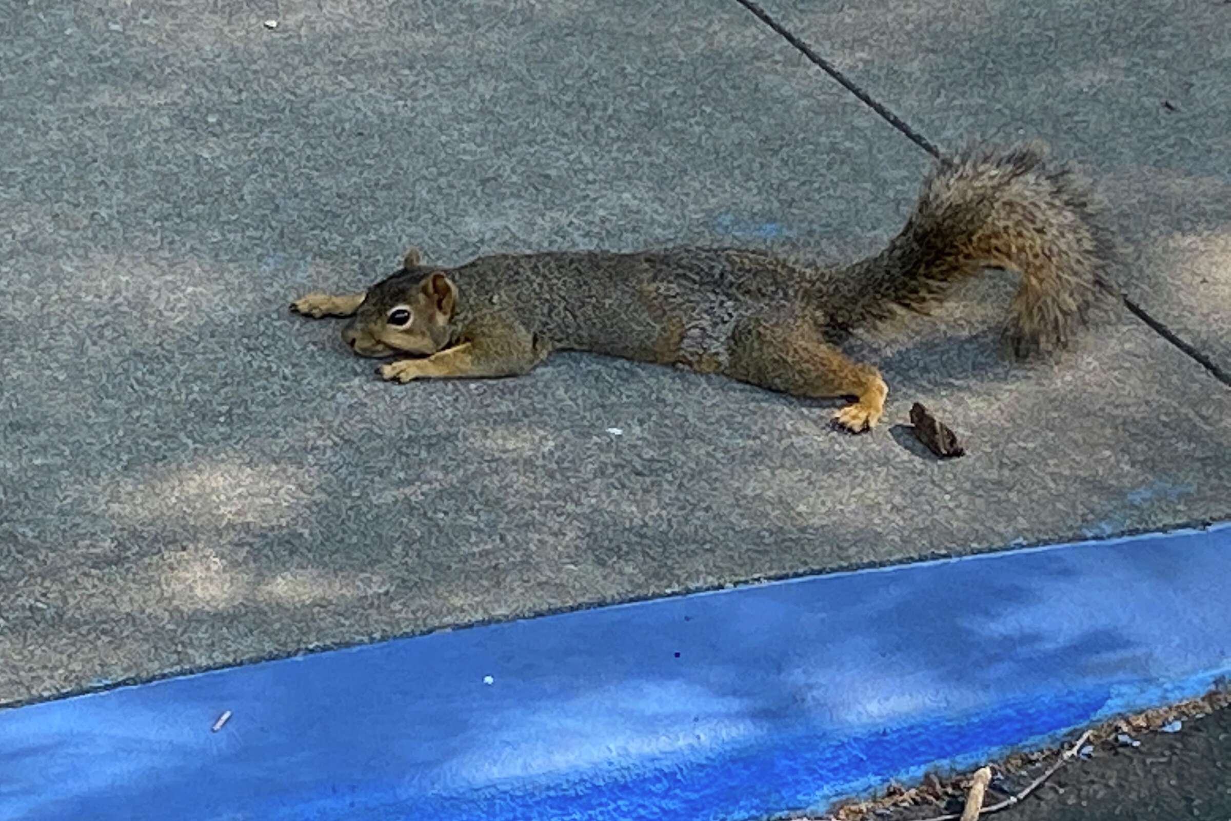 Bay Area squirrels are splooting amid recent heat wave