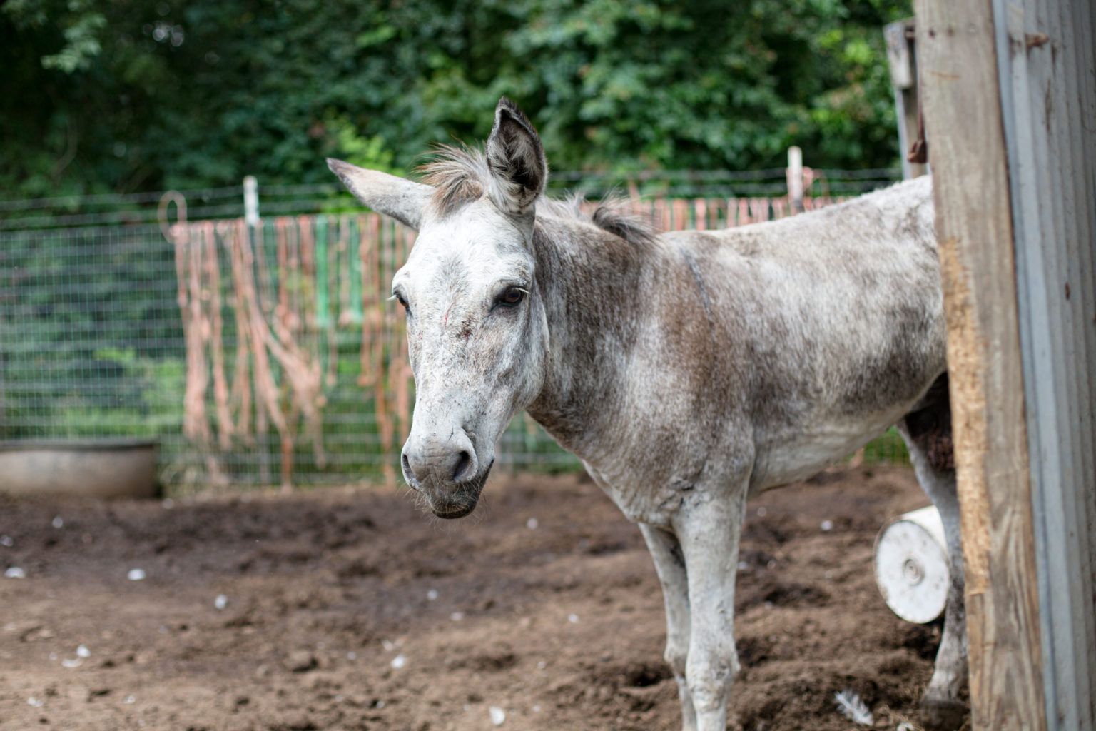Dozens of abandoned animals rescued from Houston-area property