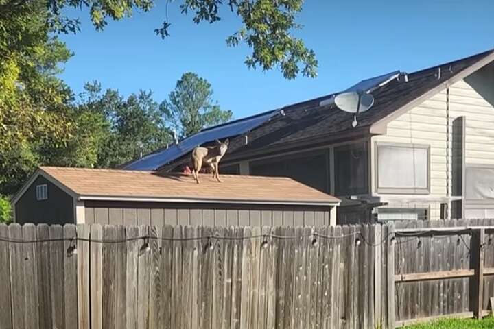 Houston coyote sightings can put people on edge. Here's what to know