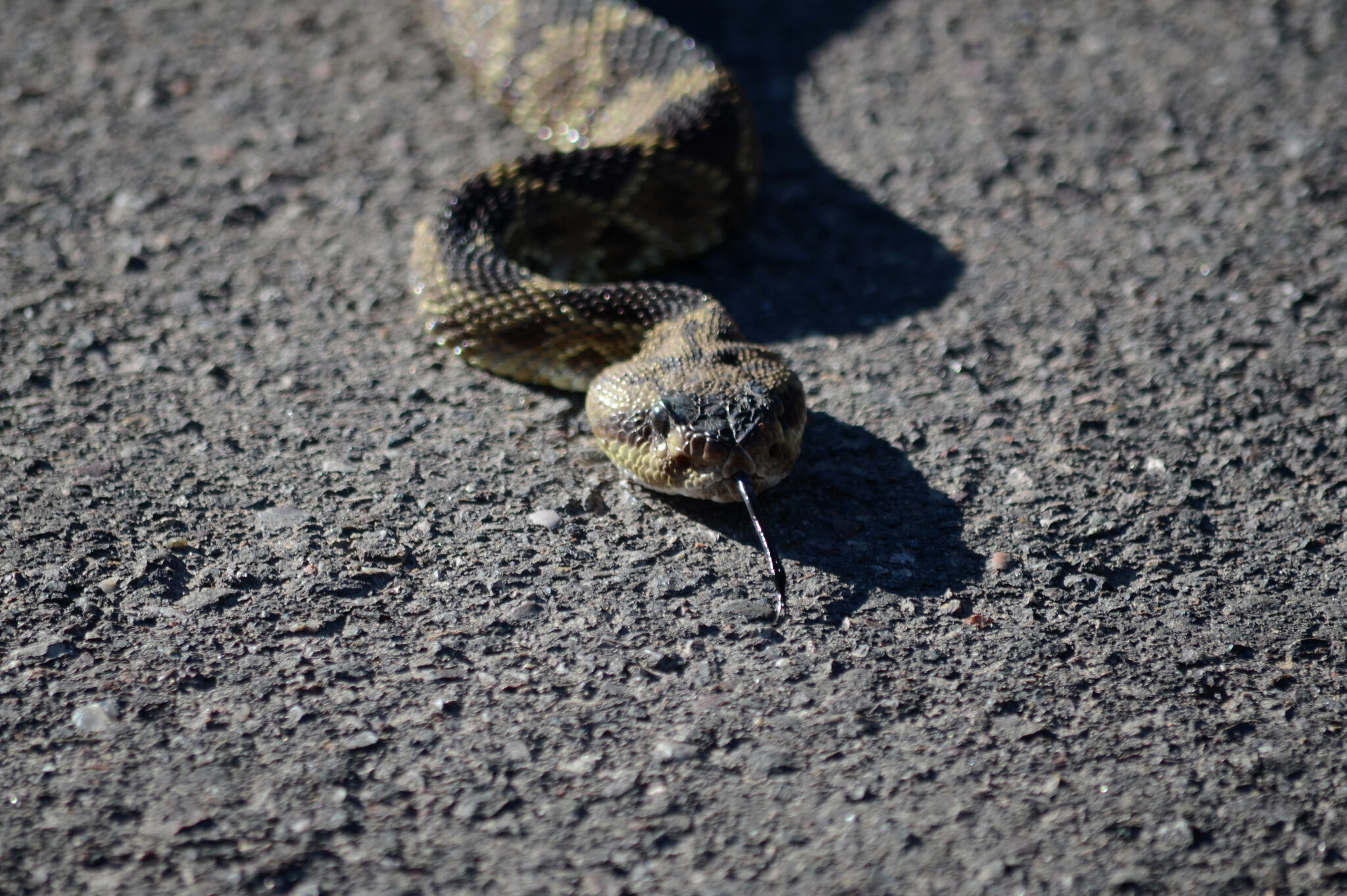 Photo: NWS Midland finds rattlesnake, reminds people to ‘stay vigilant’