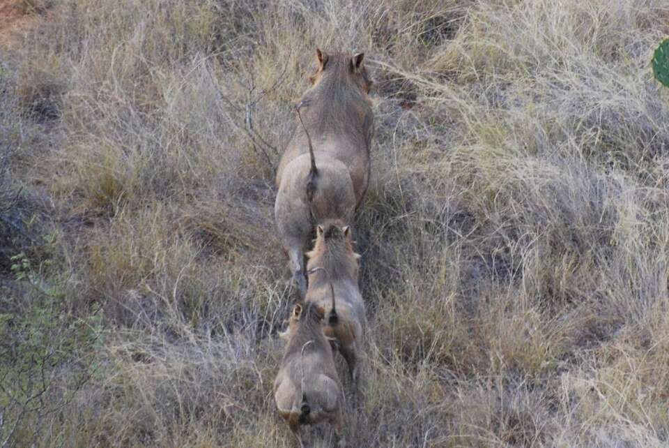 Viral TikTok claims warthogs are Texas's newest invasive species