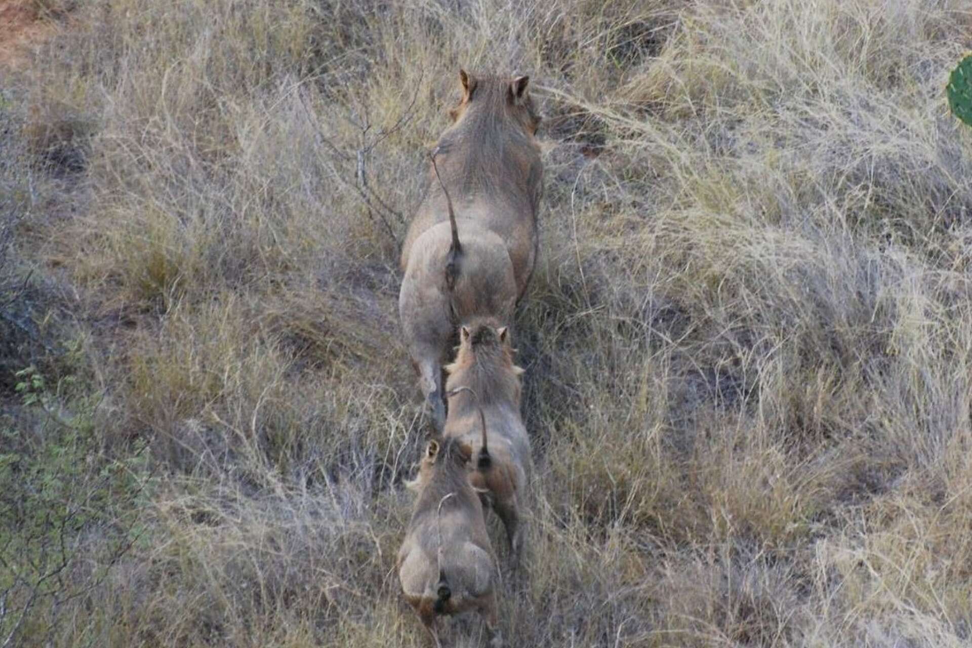 Viral TikTok claims warthogs are Texas's newest invasive species