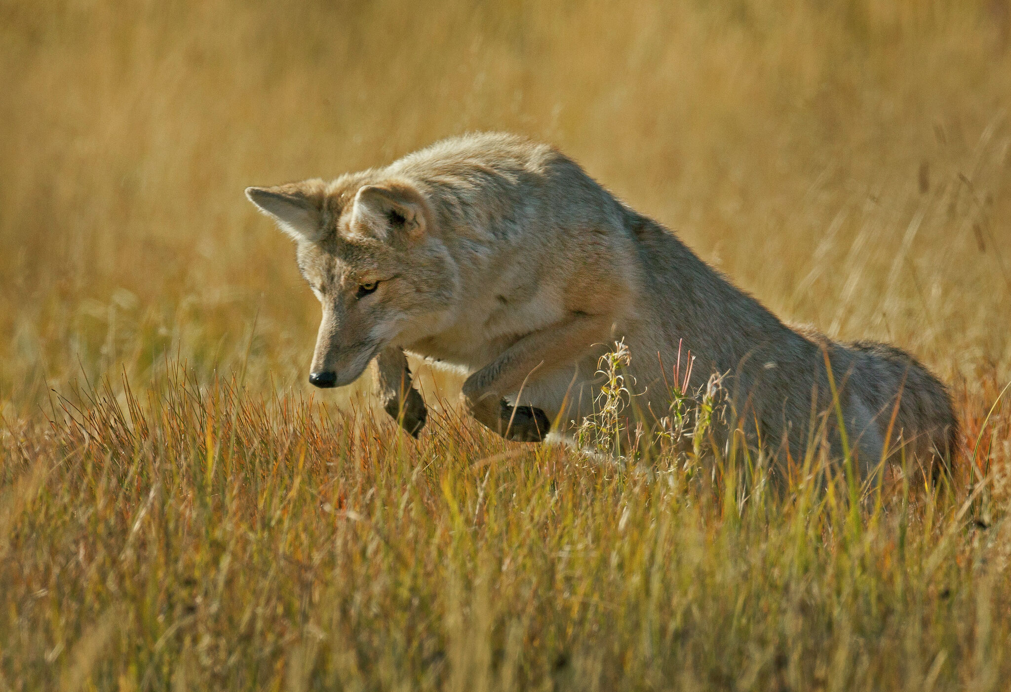 Video: Coyote jumps fence in Pecan Grove, Texas