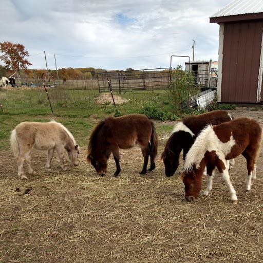 Premier Farms in Hersey is a pony lover's dream come true