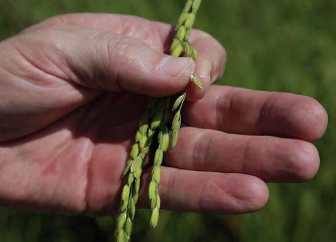 The rice capital of California is ‘now just a wasteland.’ Satellite ...