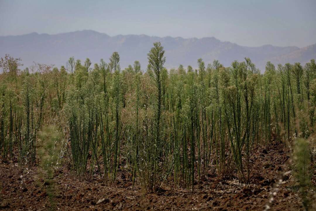 The rice capital of California is ‘now just a wasteland.’ Satellite ...