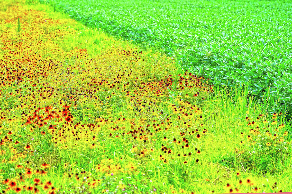 Modern Farmer: US asks farmers: Can you plant two crops instead of one ...