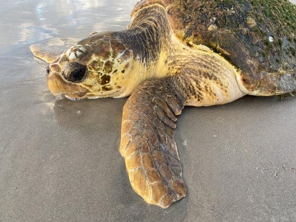 Stranded sea turtles on Texas beaches are on the rise