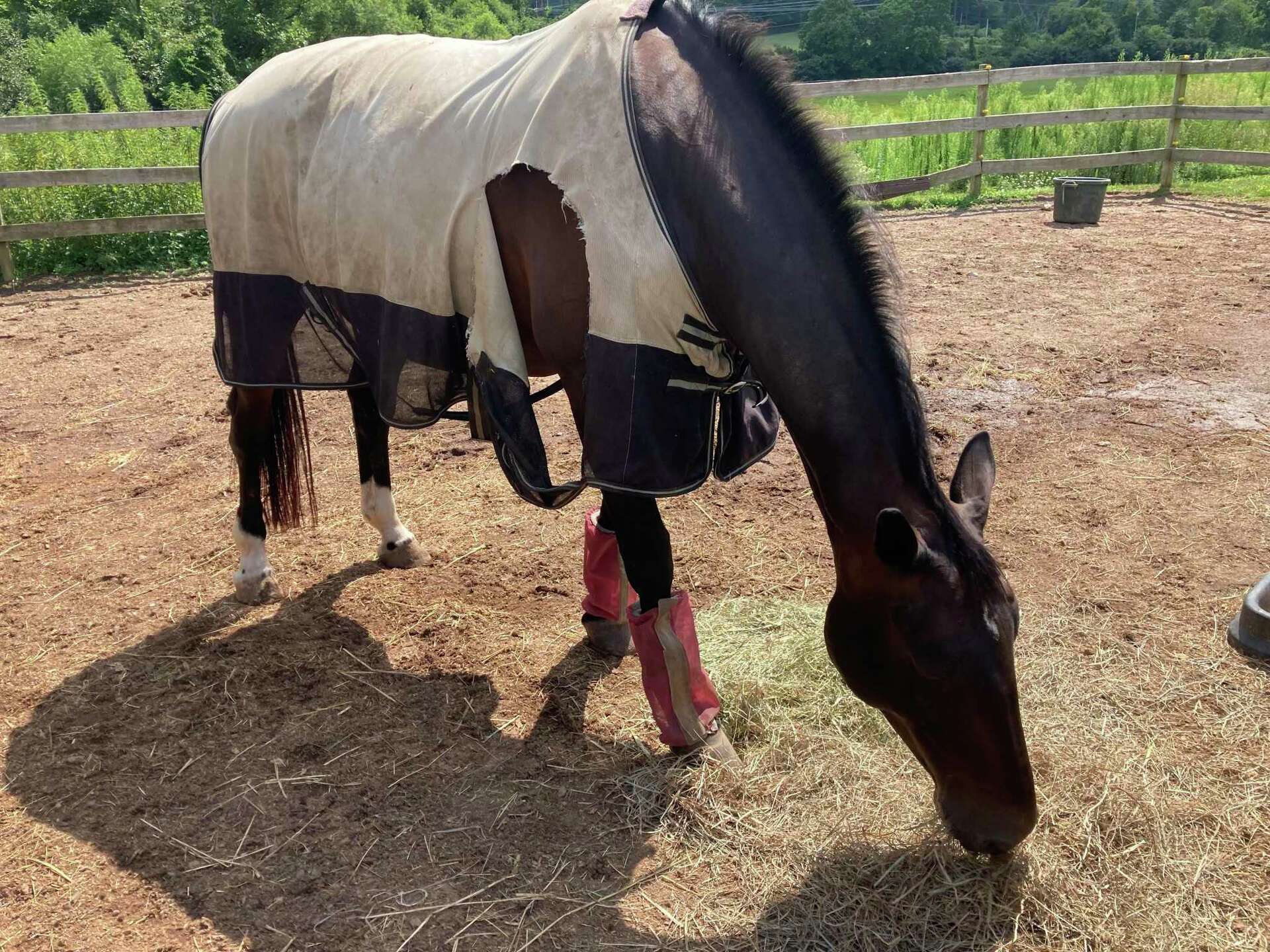 CT horse trainer: Alleged animal abuser is not a ‘vaquero’