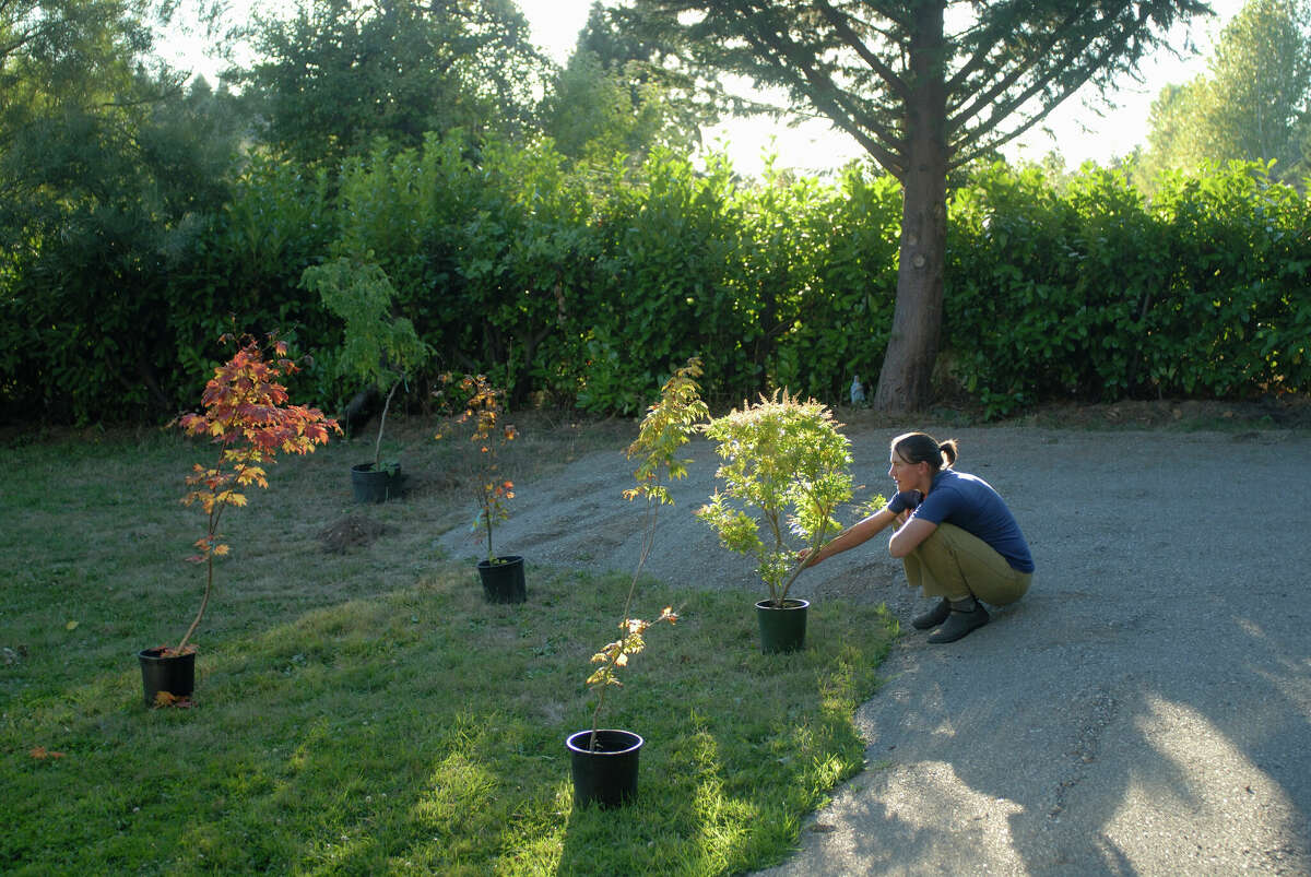 When is the best time to plant trees?
